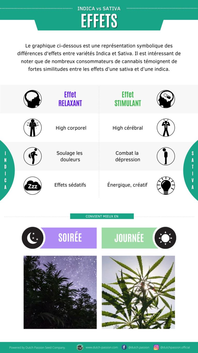 Les différences entre le cannabis indica et sativa