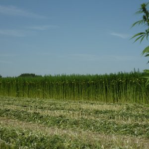 Tout ce que vous ne saviez pas sur le chanvre - Newsweed