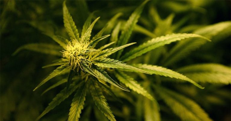 United Kingdom: a group of MPs calls for the legalization of medical ...