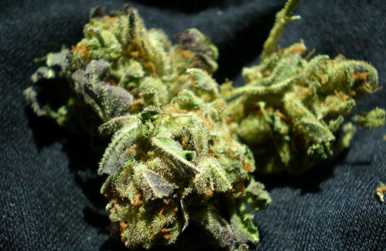 Flo : Tout savoir sur cette variété de Cannabis - Newsweed