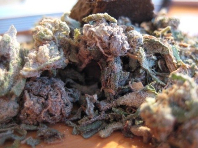 Ô Canada : dix variétés de weed originaires du Grand Nord - Newsweed