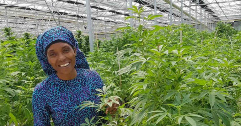 L'Afrique du Sud accorde une première licence de cannabis médical ...
