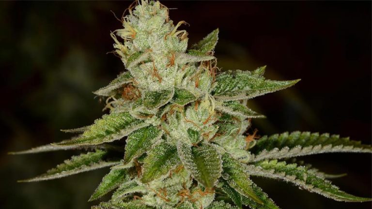 Que signifie "OG" dans les noms de weed ? Ocean Grown ou Original ...