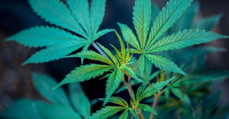 L'expérimentation française du cannabis médical commencera finalement ...