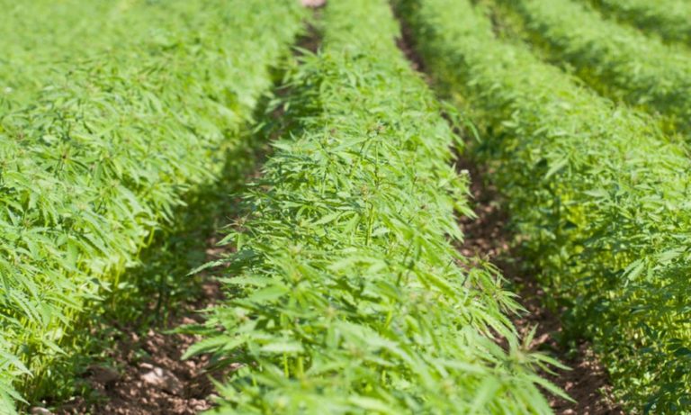 La France, toujours première productrice de chanvre en Europe - Newsweed