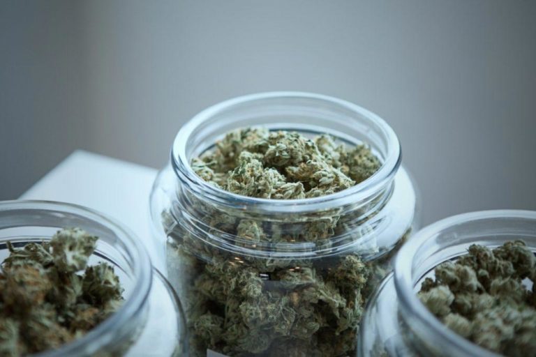 Projet Twenty21 : le plus grand programme de cannabis médical d'Europe ...