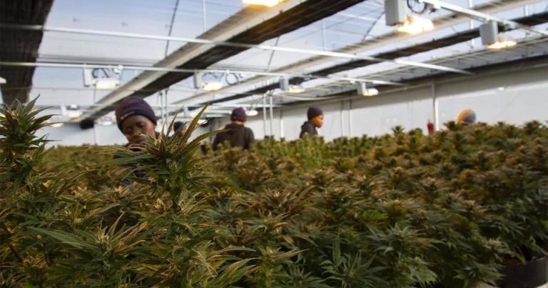 Le Rwanda approuve la production de cannabis pour l'export - Newsweed