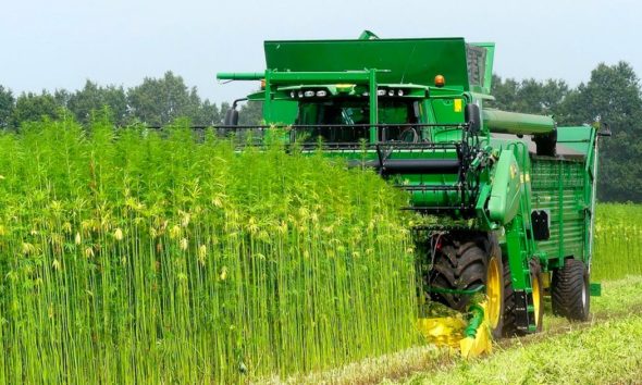 Le Syndicat du Chanvre se mobilise pour soutenir le chanvre français ...