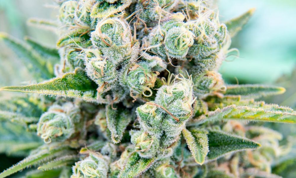 Cannabis Malte Ou Acheter