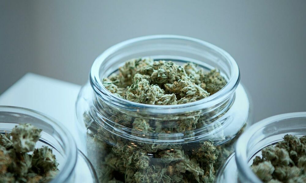 Cannabis use in adolescence has no impact on brain structure in ...