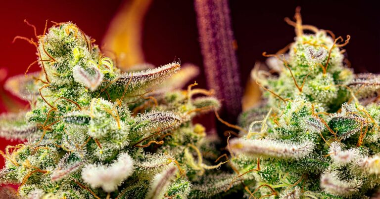 Sur les traces de la Gorilla Sherbet F1 Fast Version® de Sweet Seeds ...