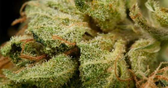 Amnesia : Tout savoir sur cette variété de Cannabis - Newsweed