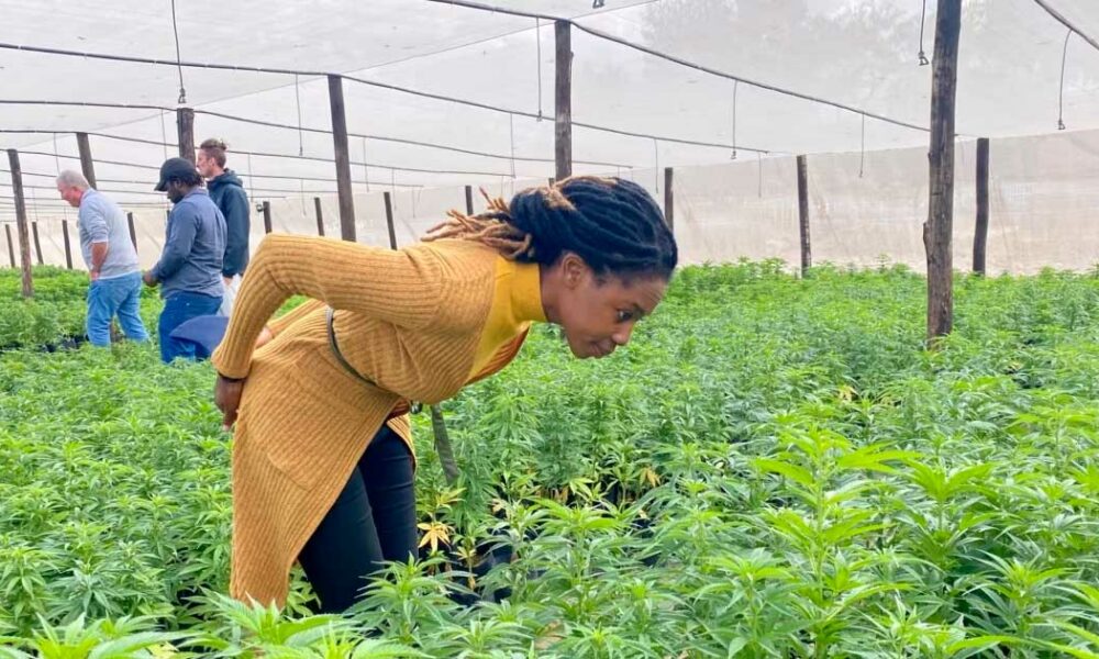Le Zimbabwe dévoile ses licences de culture du cannabis - Newsweed