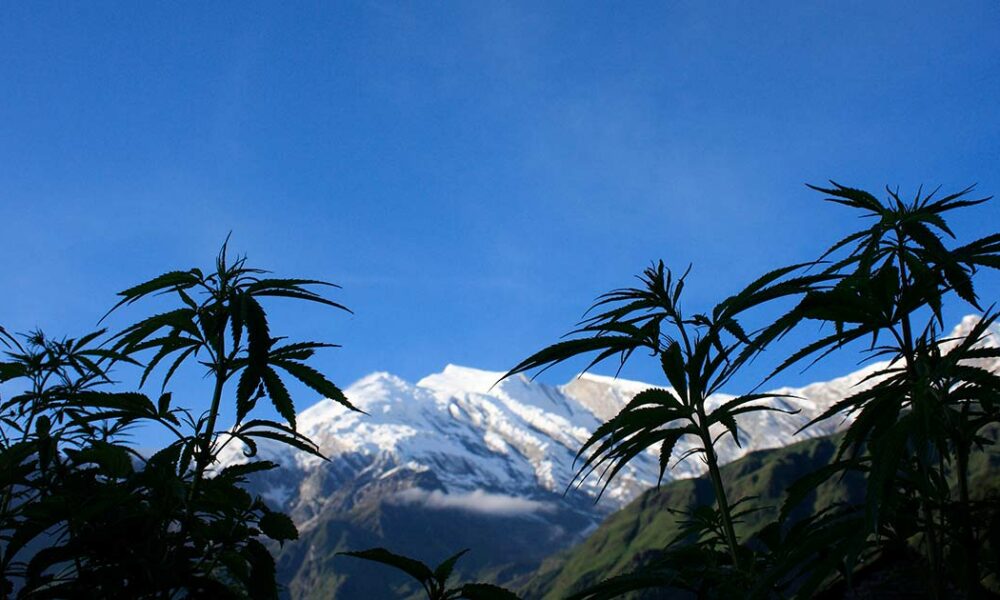 Une province du Népal veut légaliser le cannabis pour sa prospérité rurale - Newsweed