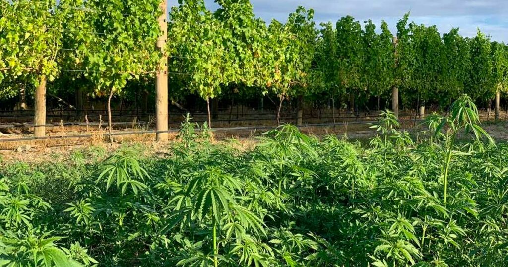 Le chanvre serait un formidable couvert végétal pour la vigne - Newsweed