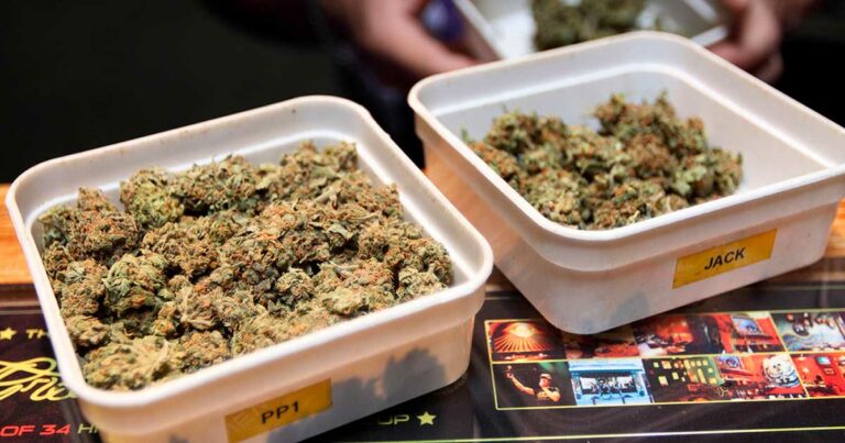 Experimentation with legal cannabis in the Netherlands begins this ...