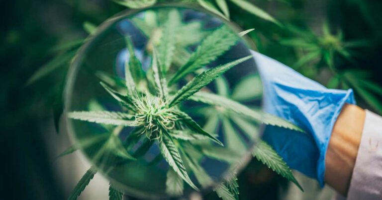 Pas d'étude sur le cannabis ? Plus de 30 000 articles scientifiques ...