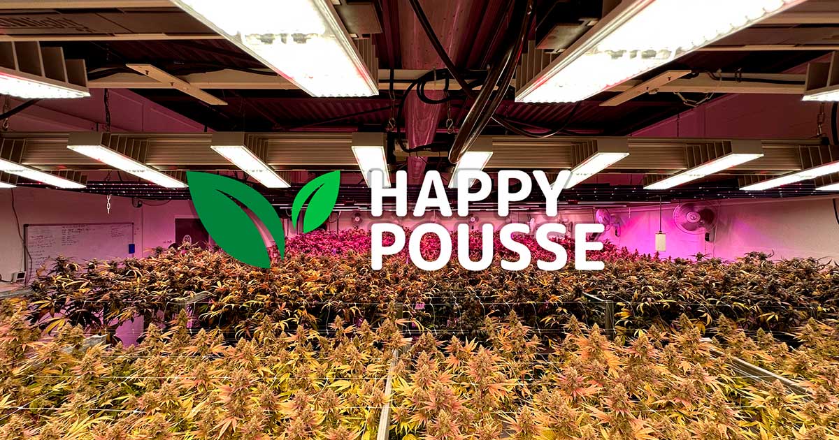 La culture de l'excellence : Le parcours de Happy Pousse - du conseil ...