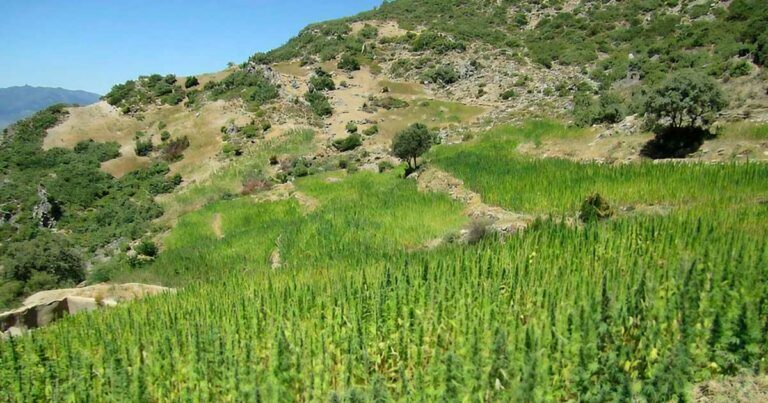 La «Beldia» légalement de retour dans les cultures de cannabis ...