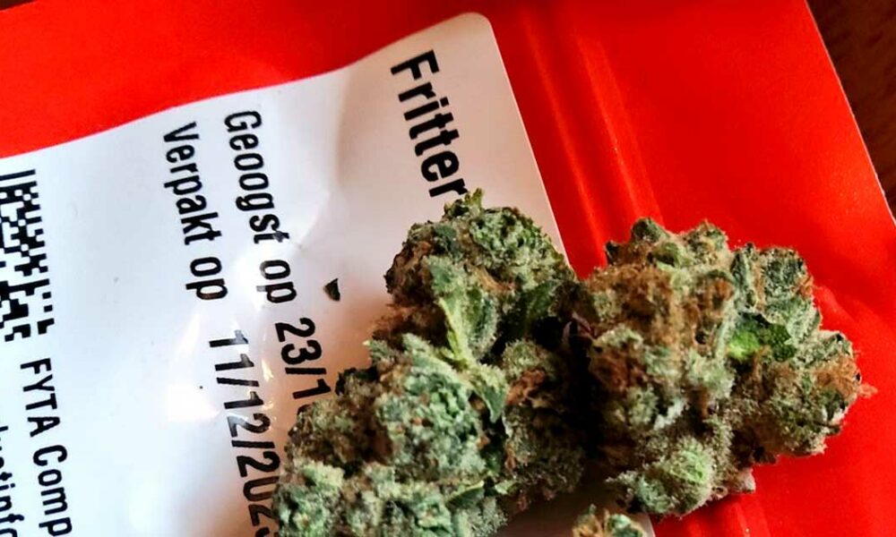 Experimentation with legal cannabis in the Netherlands begins this ...