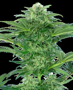 Graines de Skunk Dream CBD Féminisées de Sensi Seeds - Newsweed
