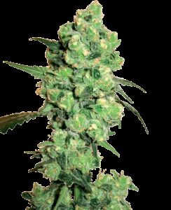 Sensi Seeds Super Skunk Regular White Label - Newsweed