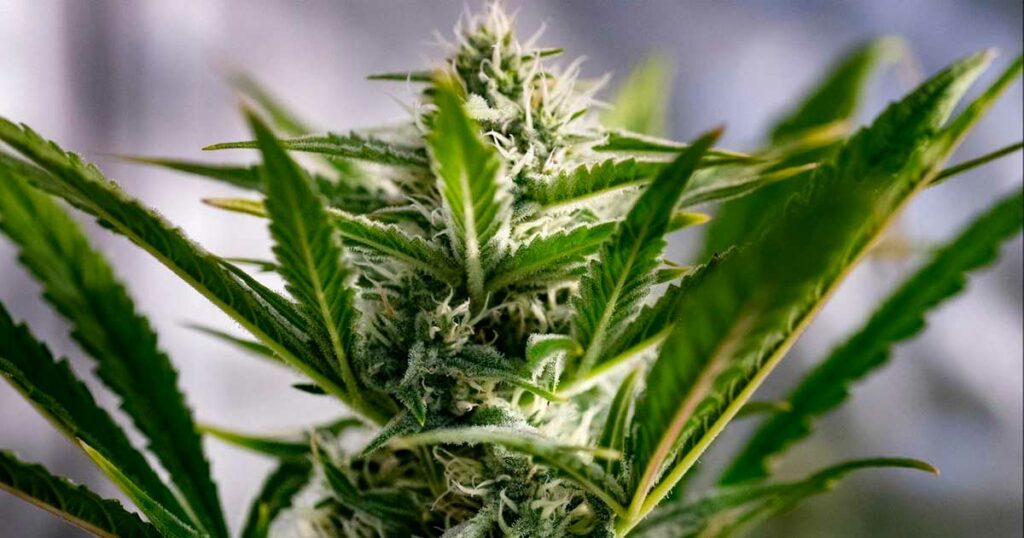 L'audience de la DEA sur la reclassification du cannabis aux États-Unis ...