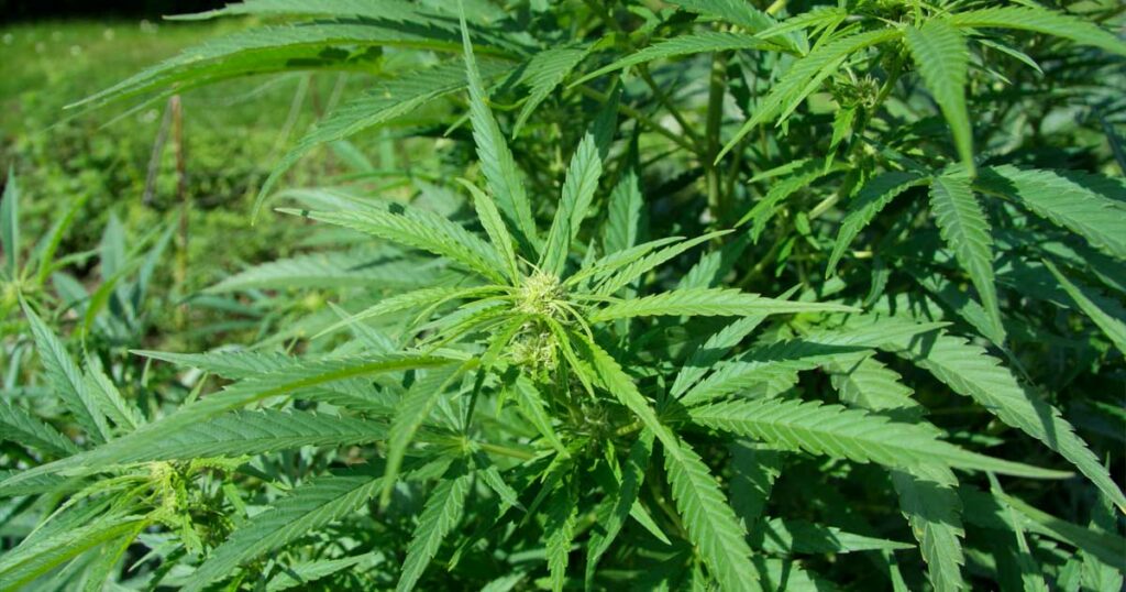 La Cour suprême du Brésil légalise la culture, la transformation et la ...